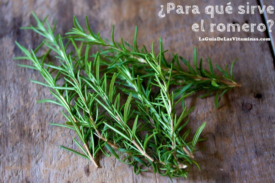 ¿Para qué sirve el romero?, 21 beneficios y efectos secundarios - La Guía de las Vitaminas