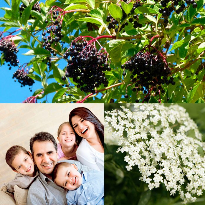 Flor y baya del saúco: medicina natural para el resfriado, alergias y ...
