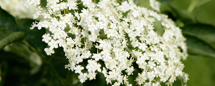 Flor y baya del saúco: medicina natural para el resfriado, alergias y ...