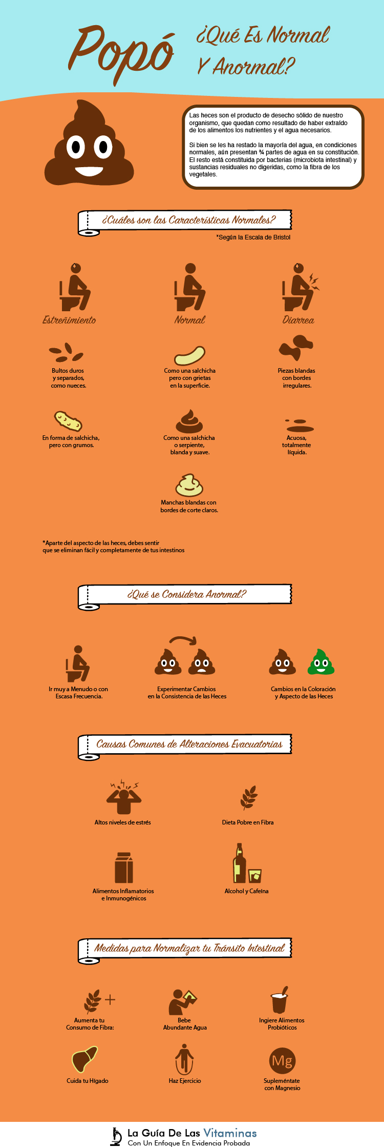Heces (popó o defecación): ¿qué es normal y anormal? - La Guía de las ...