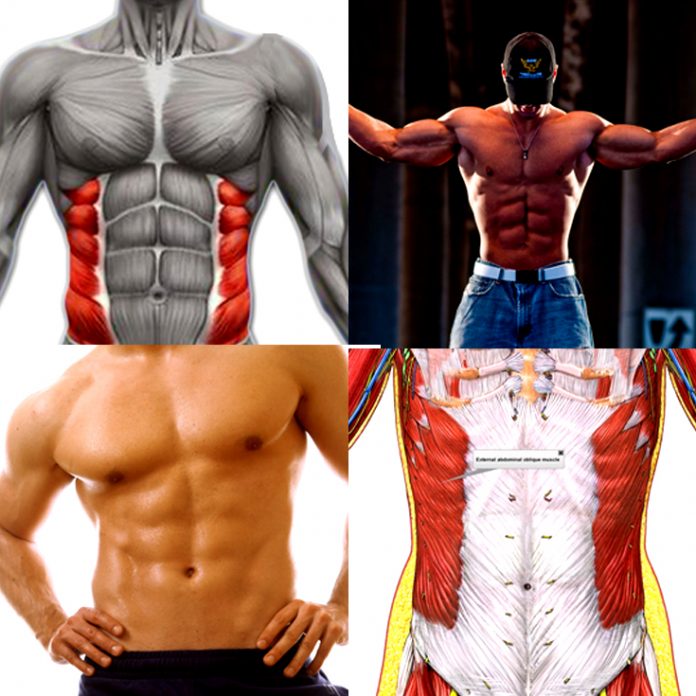Músculo oblicuo externo: anatomía y ejercicios - La Guía de las Vitaminas