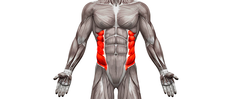 Músculo oblicuo interno del abdomen: anatomía funcional y ejercicios ...