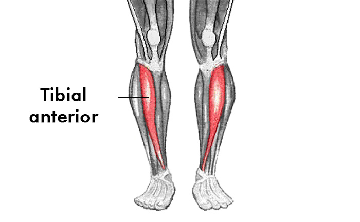 Anatomía De Los Músculos De Las Piernas: La Guía Definitiva - La Guía ...