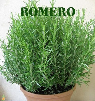 Romero: Para Qué Sirve, 21 Beneficios Y Efectos Secundarios - La Guía de las Vitaminas