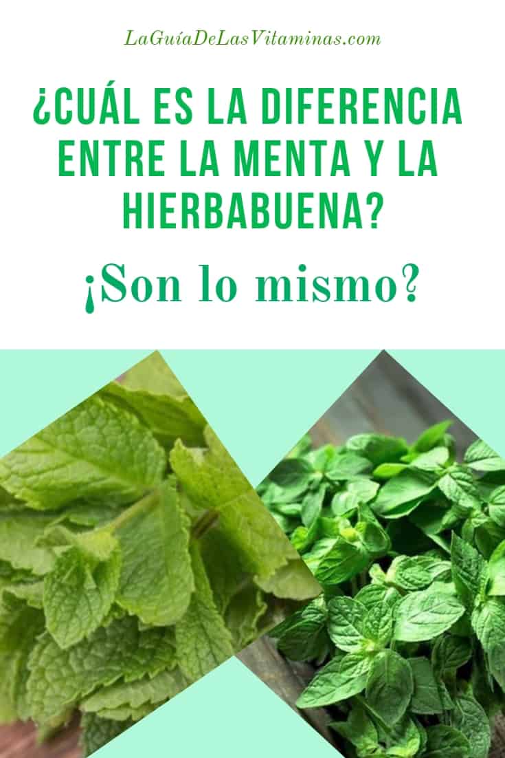 ¿Cuál es la diferencia entre la menta y la hierbabuena_ ¿Son lo mismo ...