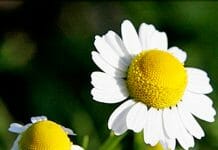 44 Plantas Medicinales, Para Qué Sirven y Como Cultivarlas