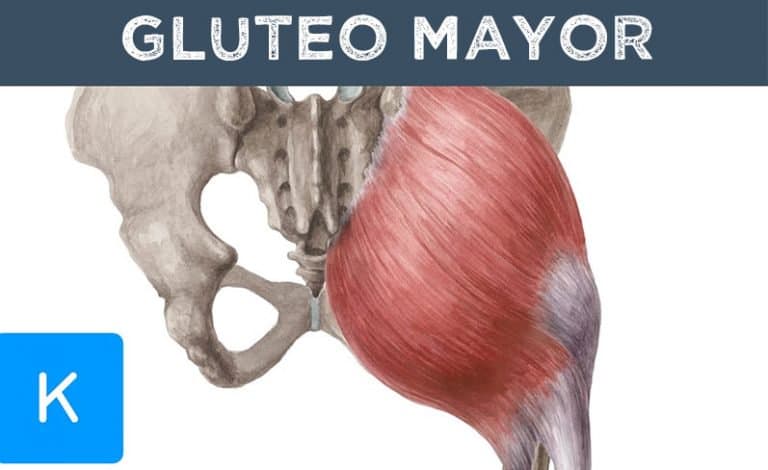 Músculos del glúteo: anatomía y cómo trabajarlos - La Guía de las Vitaminas