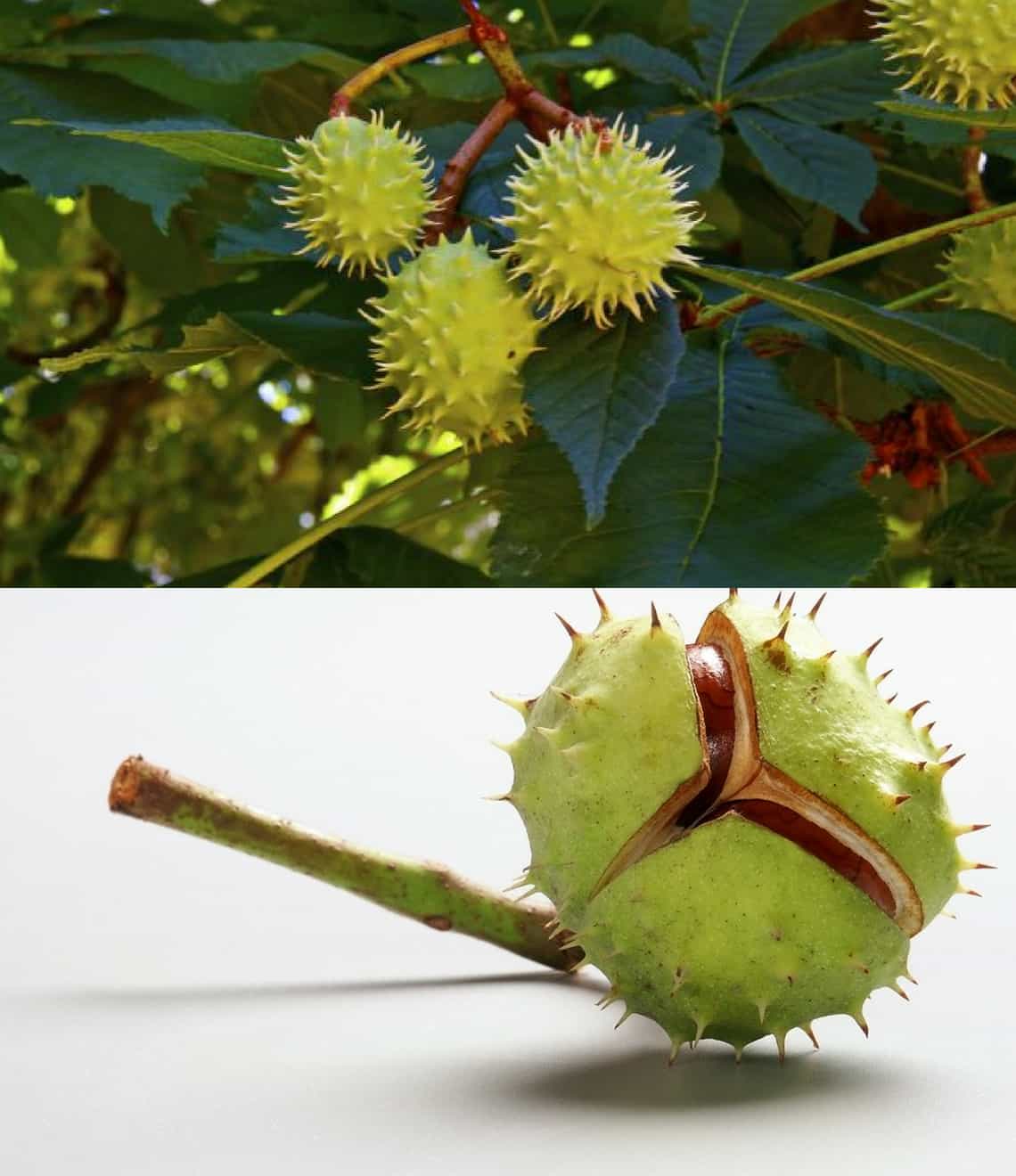 14 Beneficios Del Castaño De Indias Y Contraindicaciones - La Guía de ...