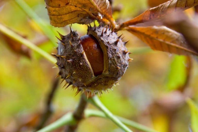 Castaño de indias: para qué sirve, suplementos, beneficios y ...