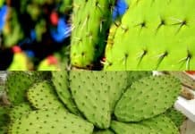 10 alimentos ricos en Vitamina C - La Guía de las Vitaminas