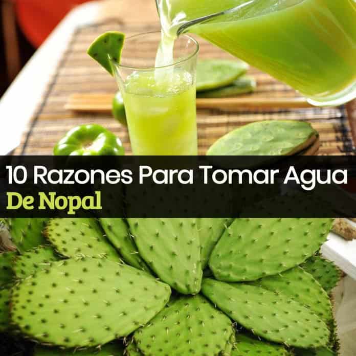 10 razones para tomar agua de nopal todos los días - La Guía de las Vitaminas