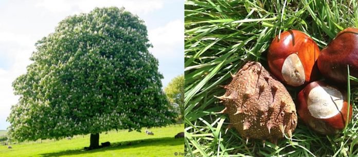 14 beneficios del castaño de indias y contraindicaciones - La Guía de ...